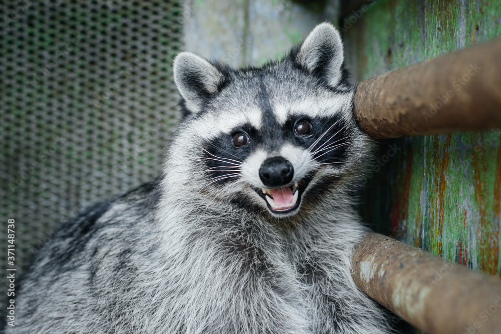 The head and hands of a cute and pleasant raccoon, the Side face is a ...