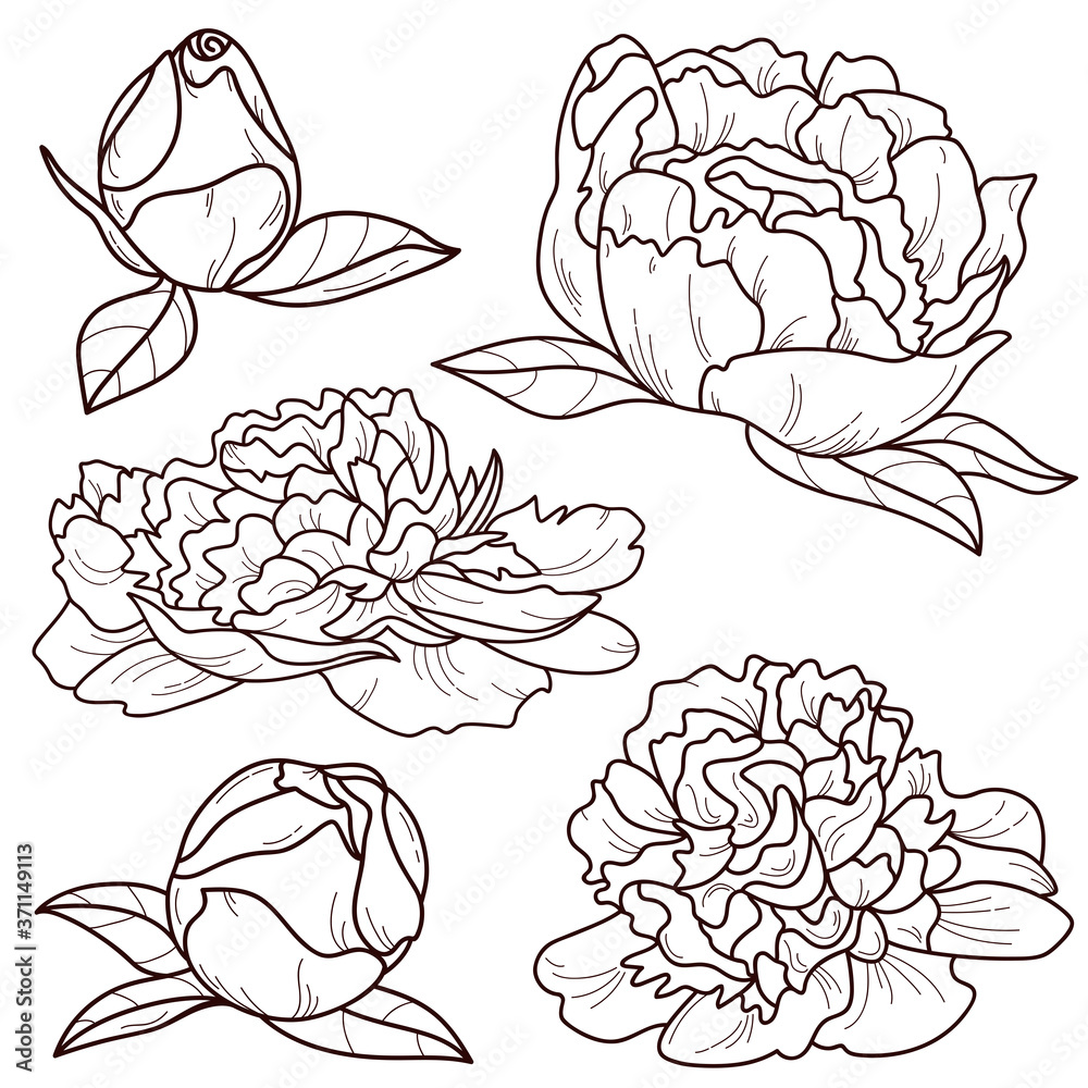 Vector set of peonies, illustration of peony flowers in outline style ...