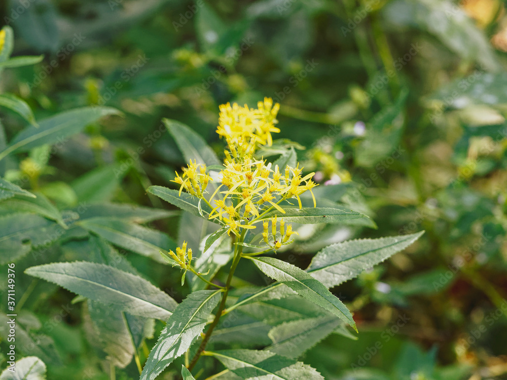 Solidage verge d'or (Solidago virgaurea) à inflorescences spiciformes ...