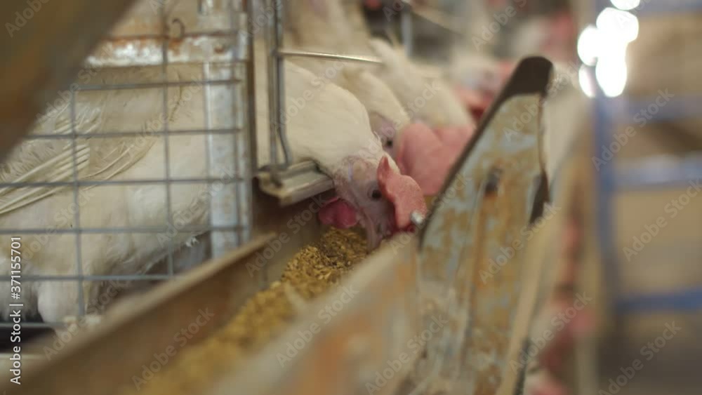 Vidéo Stock A white rooster with a red crest pecks from a feed trough ...