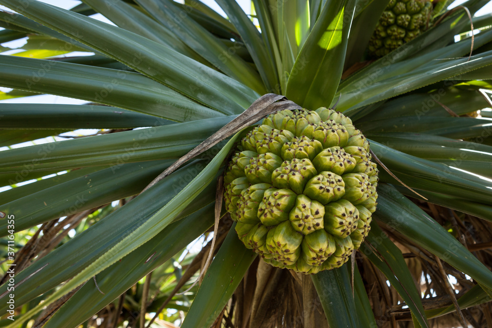 The edible fruit of a familiar pandanus tree (Pandanaceae) is a ball ...
