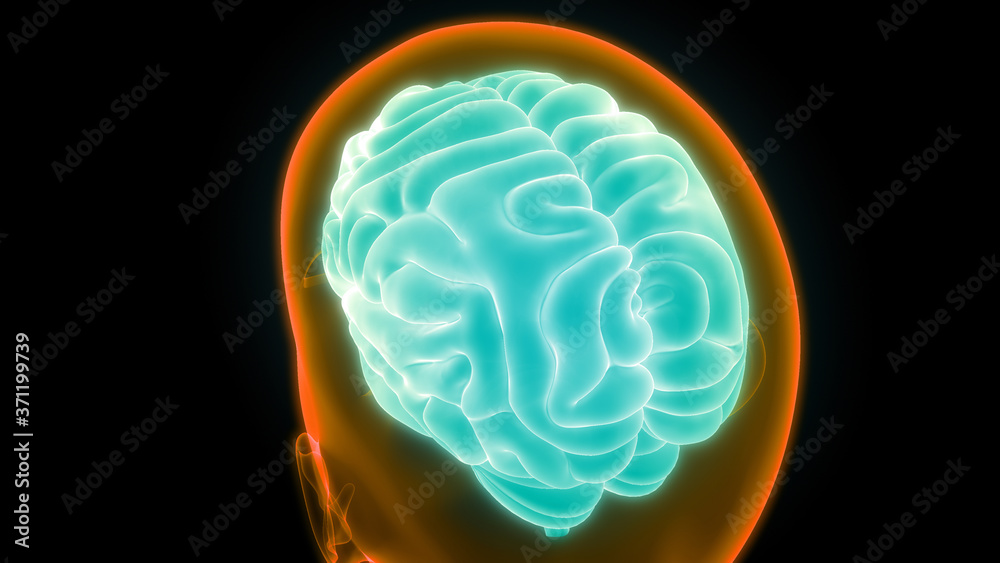 Central Organ of Human Nervous System Brain Anatomy Stock Illustration ...