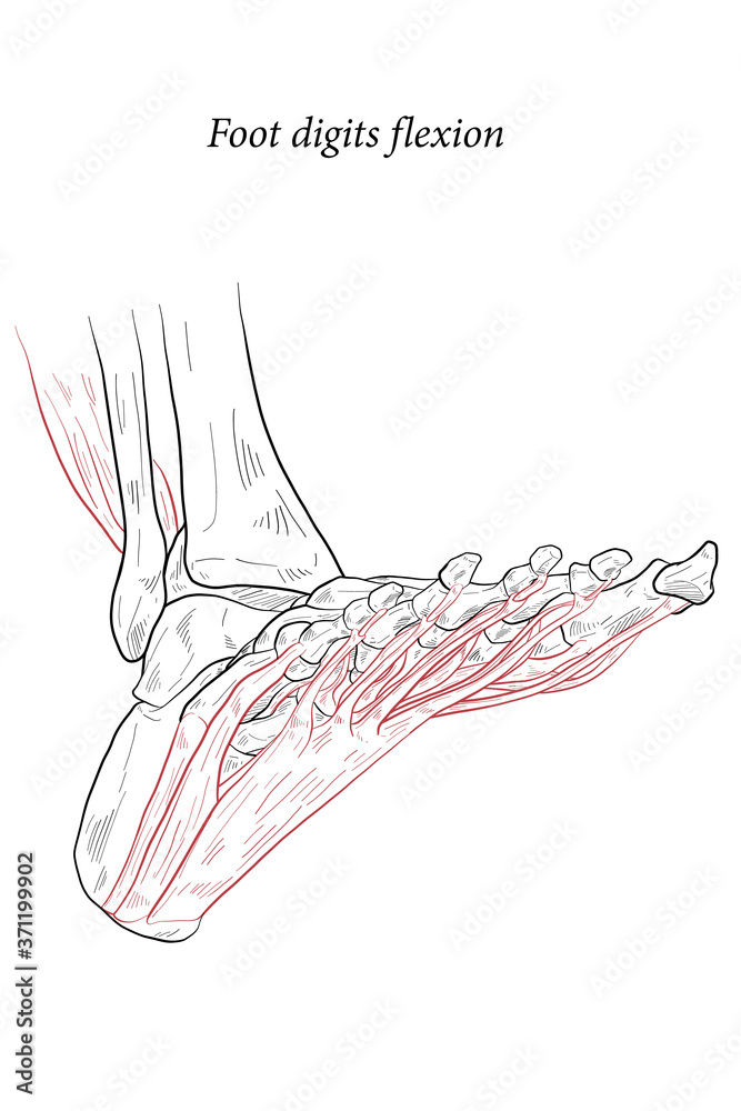 Medical illustration of Foot digits flexion muscles acting on the foot ...