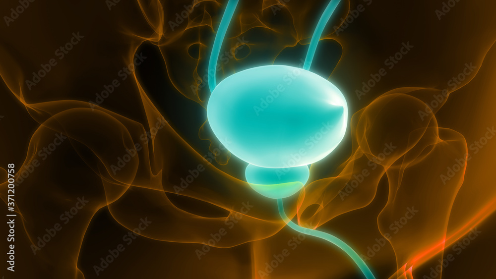 Human Urinary System Bladder Anatomy Stock Illustration | Adobe Stock