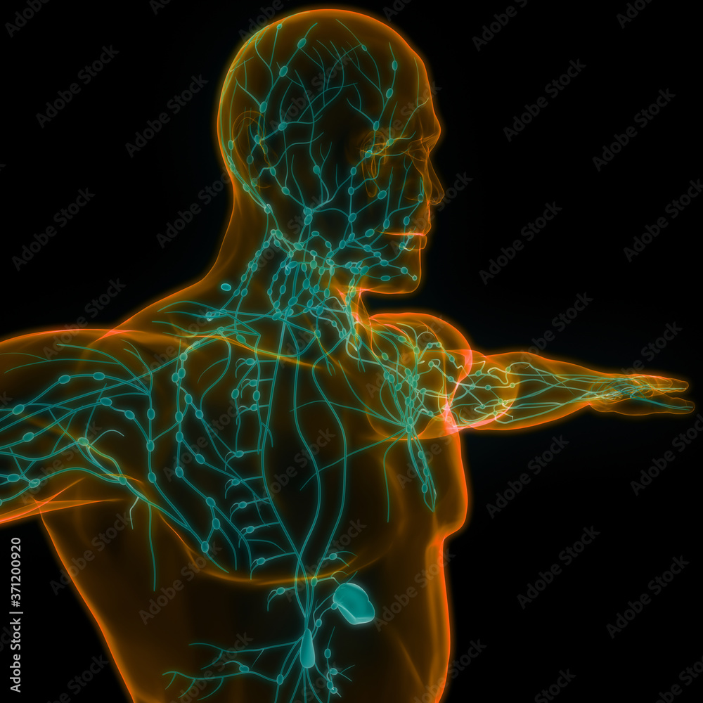 Human Internal system Lymph Nodes Anatomy Stock Illustration | Adobe Stock