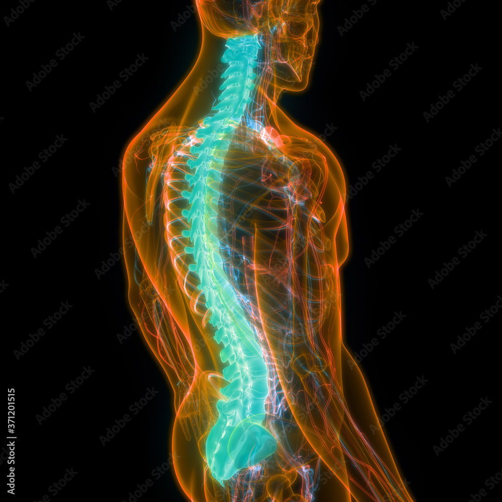 Spinal Cord Vertebral Column of Human Skeleton System Anatomy Stock ...