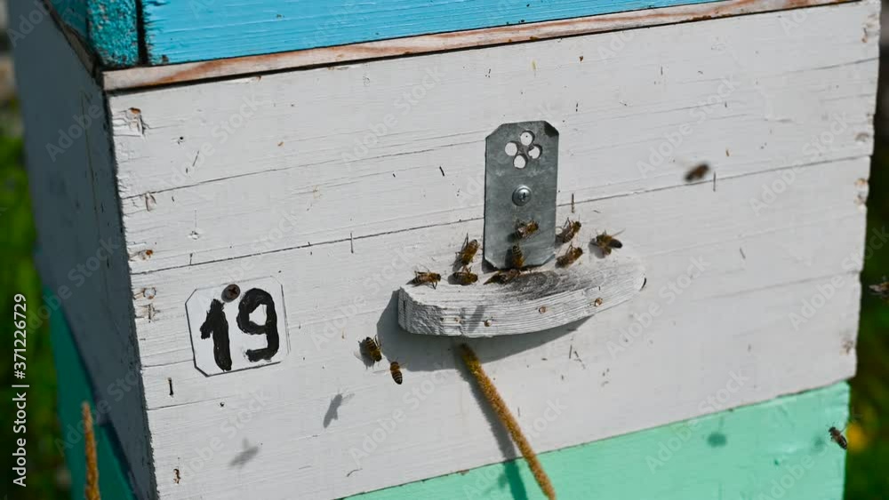 Vidéo Stock Detail of crowded gate into wooden bee hive. Bees arriving ...
