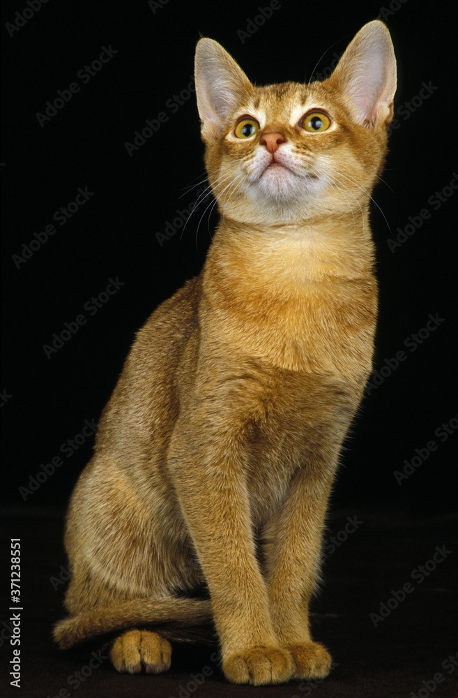 Red Abyssinian Kitten