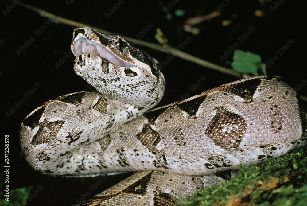 Boa Constrictor, boa constrictor, Adult with open Mouth, Defensive ...