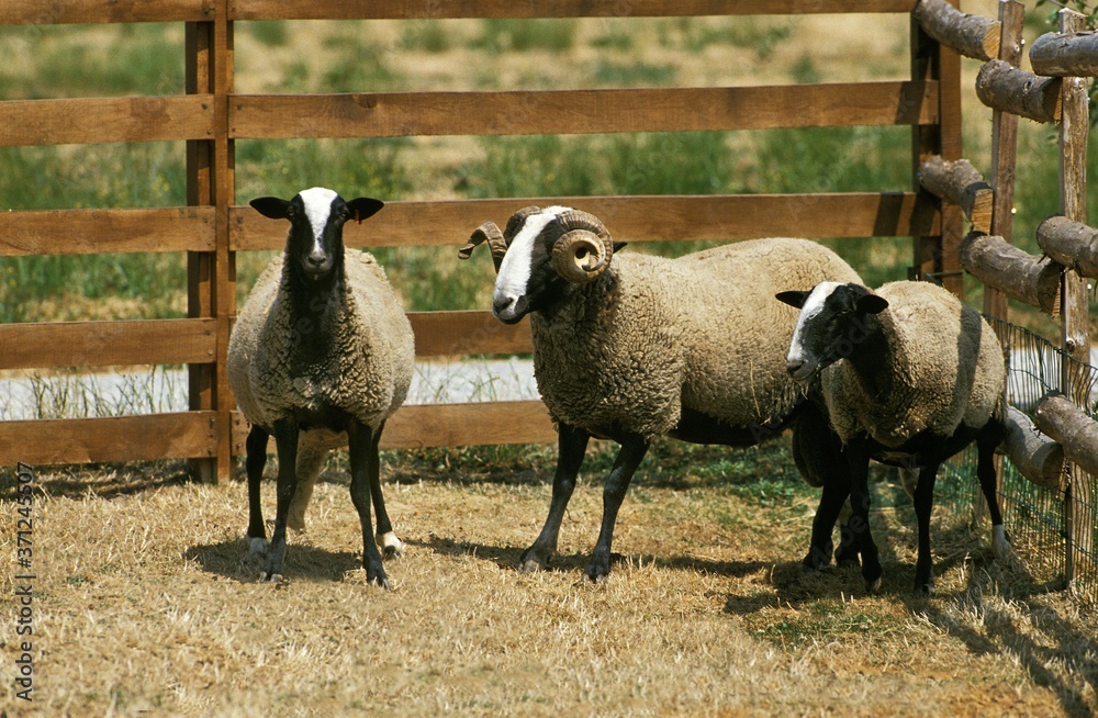 Bizet Domestic Sheep, French Breed from Cantal, Ram and Ewes Stock ...