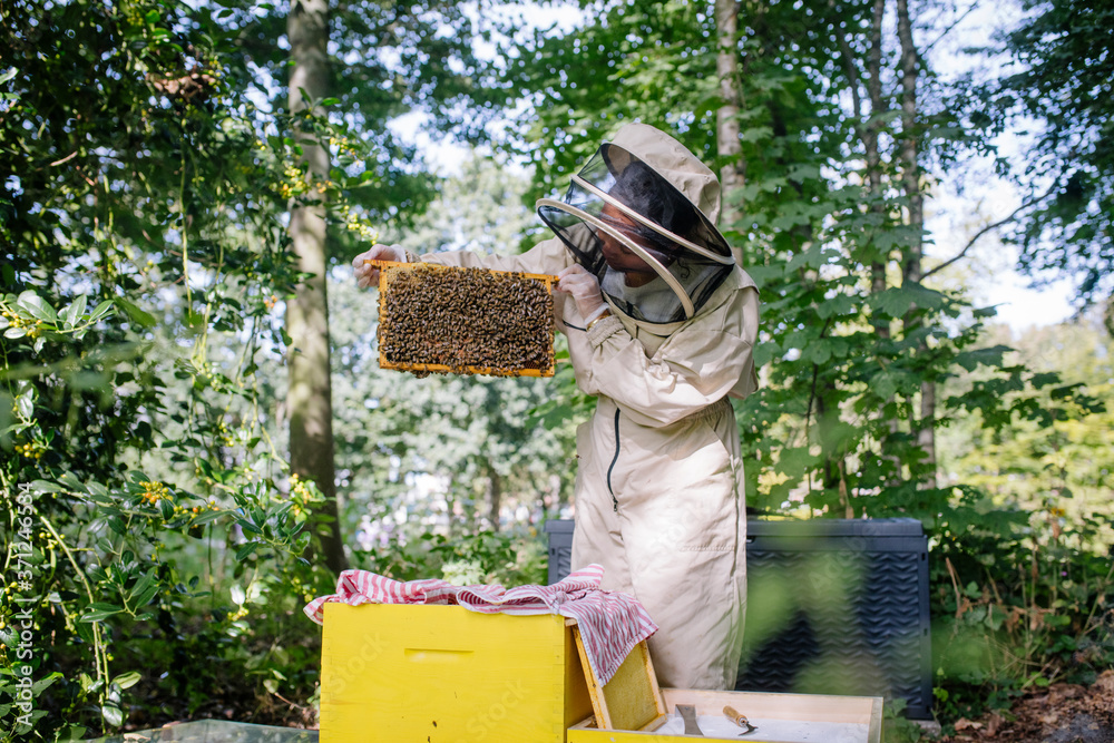Female beekeeper checking her bee hive for bees and honey. Stock Photo ...