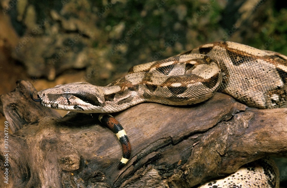 Boa Constrictor, boa constrictor Stock Photo | Adobe Stock