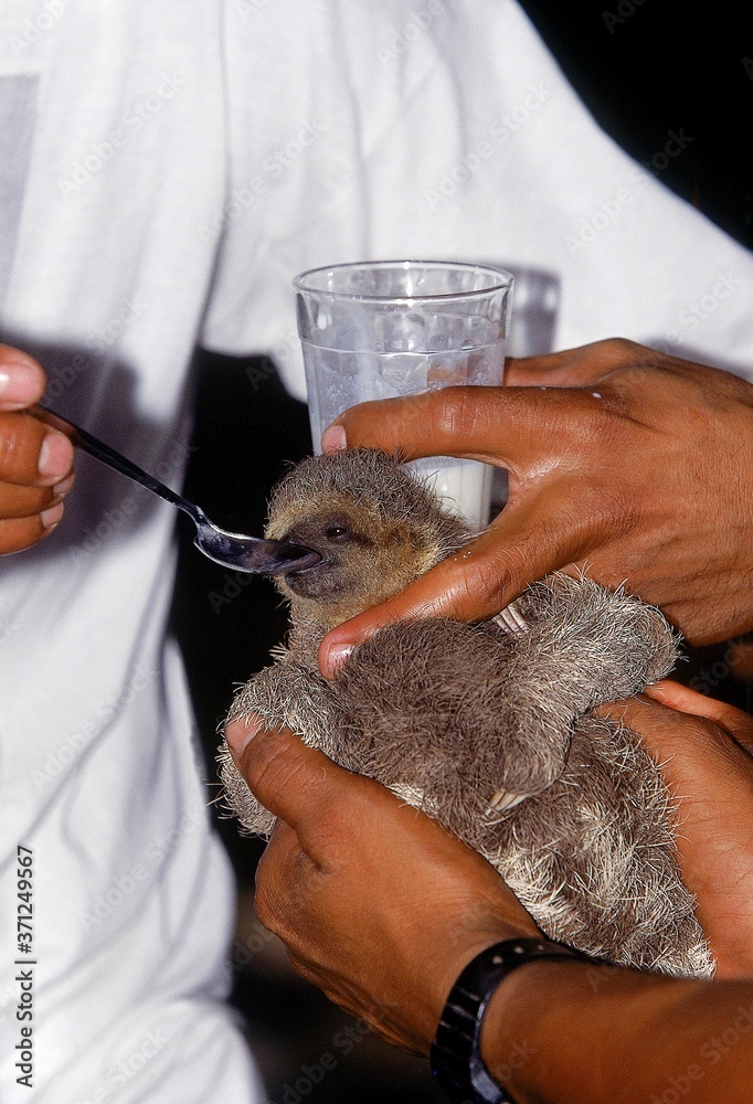 Maned Three Toed Sloth, bradypus torquatus, Vet giving Food to Baby ...