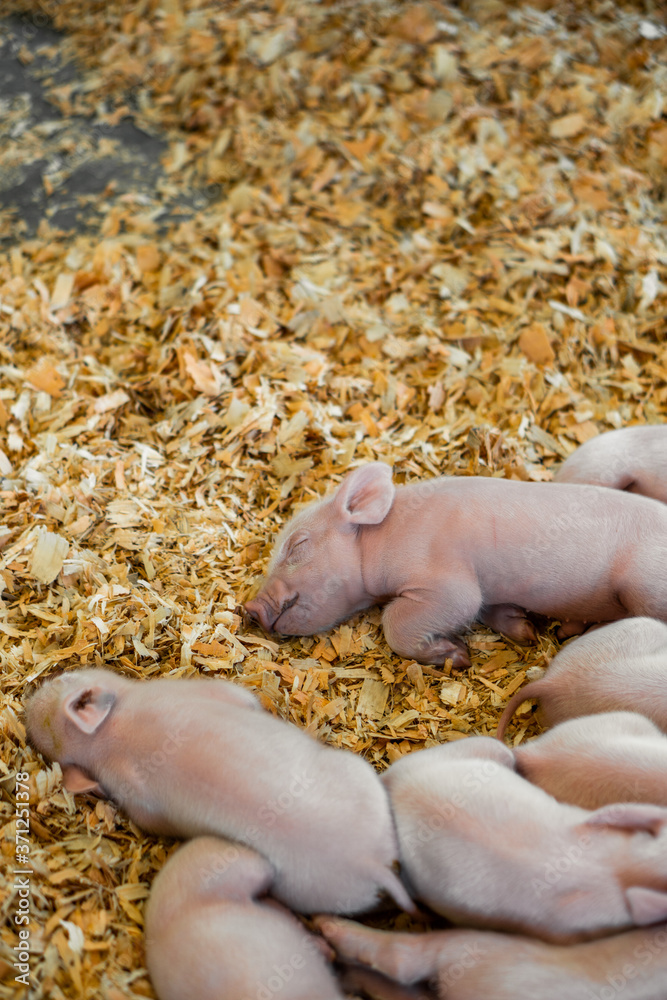Pig Pile Stock Photo | Adobe Stock