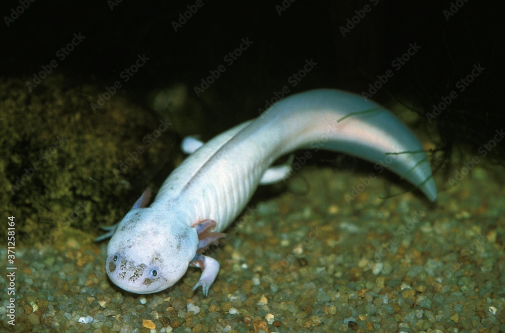 Axolotl, ambystoma mexicanum, Mexico Stock Photo | Adobe Stock