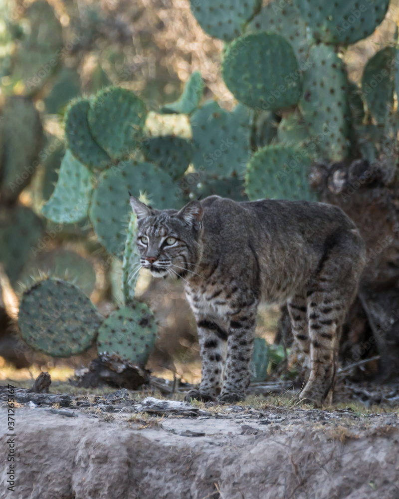 Lince Rojo en el desierto Mexicano Stock Photo | Adobe Stock