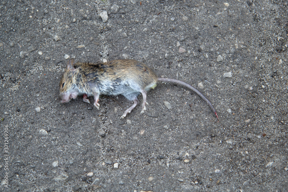 Dead grey mouse on the tarmac. The mouse was caught by a cat, strangled ...
