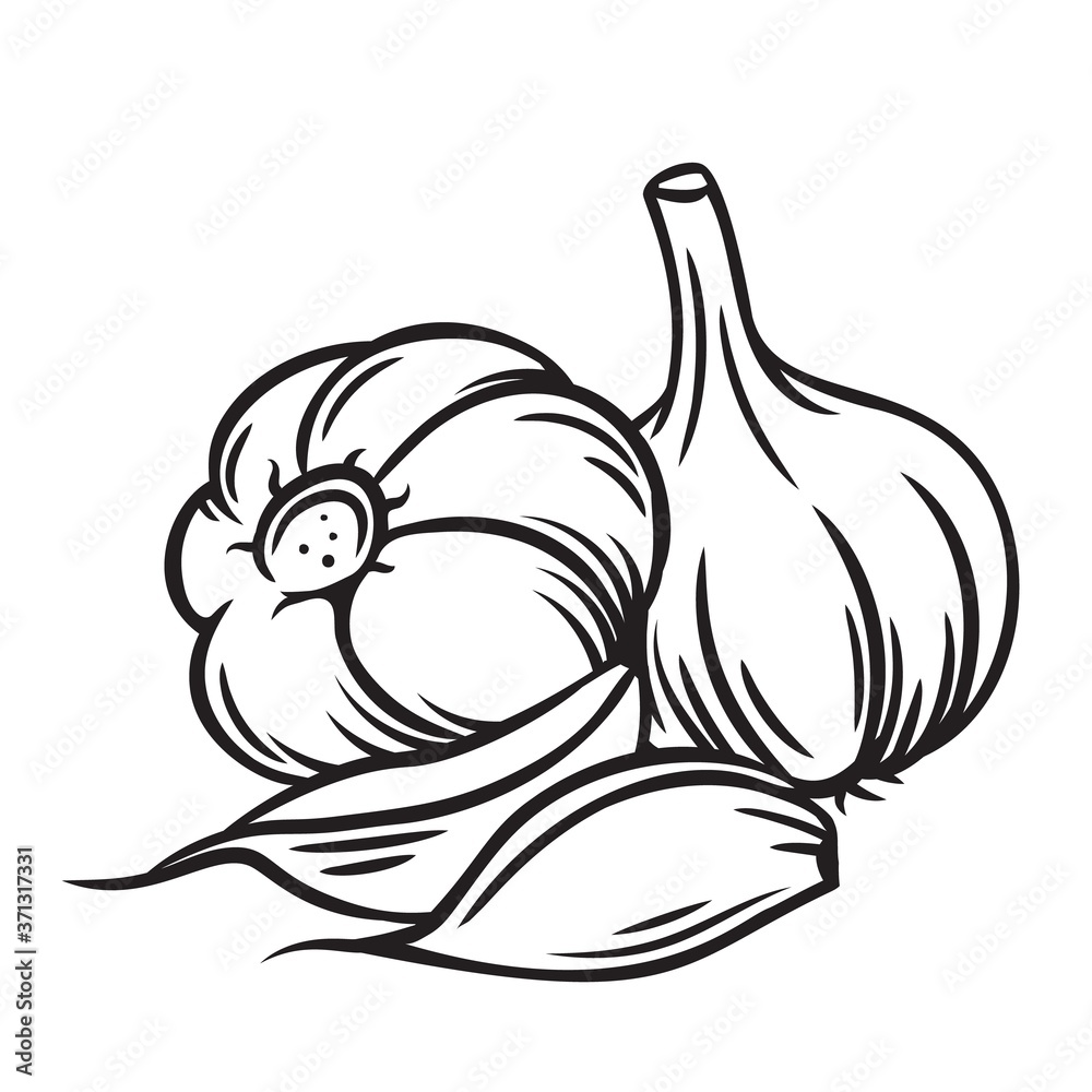 outline bunch of garlic Stock Vector | Adobe Stock