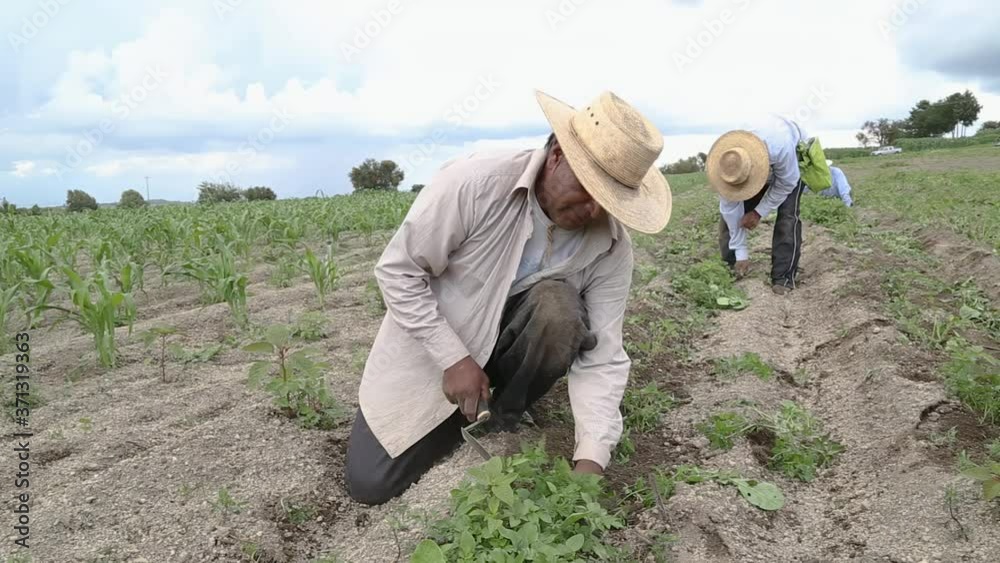 hispanic farmers manual amaranthus planting in a Mexico's farming field ...