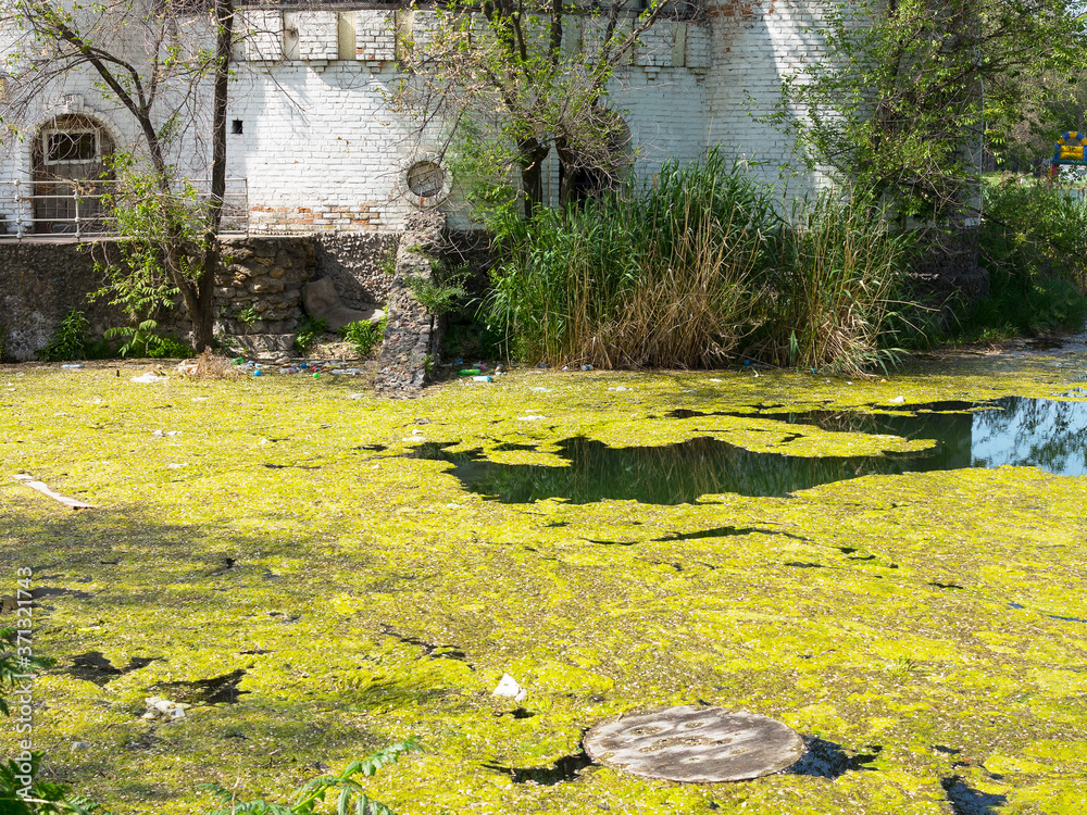 Authentic landscape polluted pond in city Park. Sewage drains into the ...