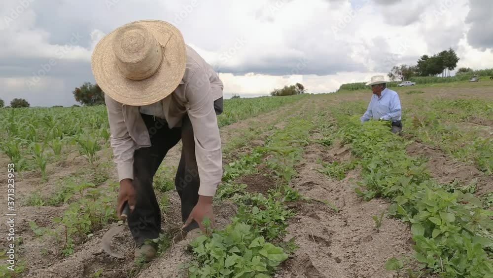 hispanic farmers manual amaranthus planting in a Mexico's farming field ...