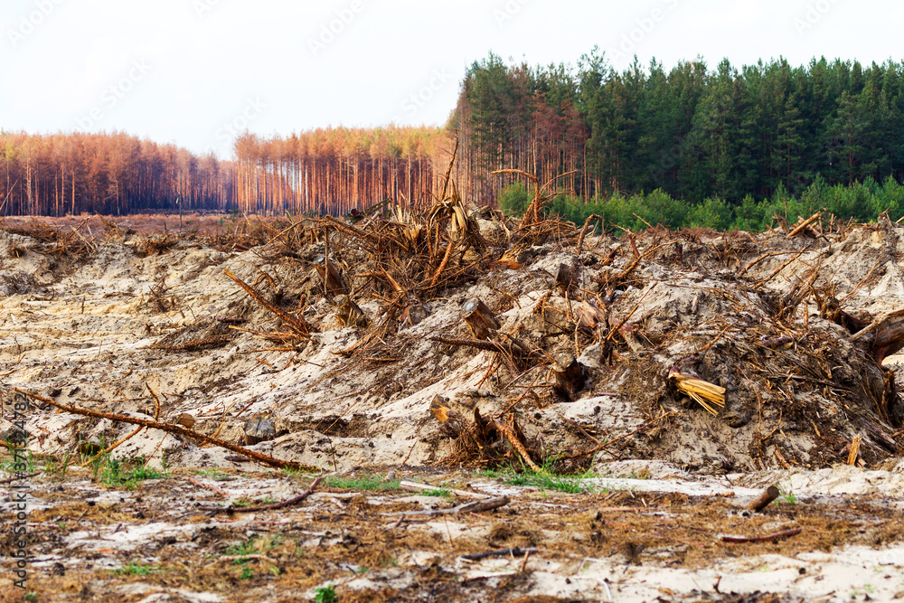 Deforestation. Uprooting of roots of trees. Chaotic deforestation in ...