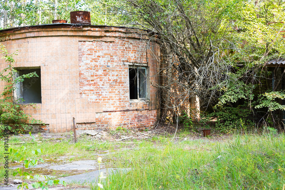 Chernobyl radioactive contamination. Overgrown of plants streets of ...