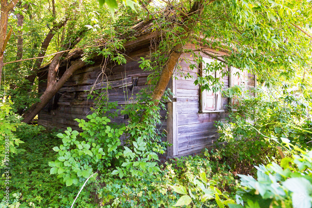 Chernobyl radioactive contamination. Overgrown of plants streets of ...