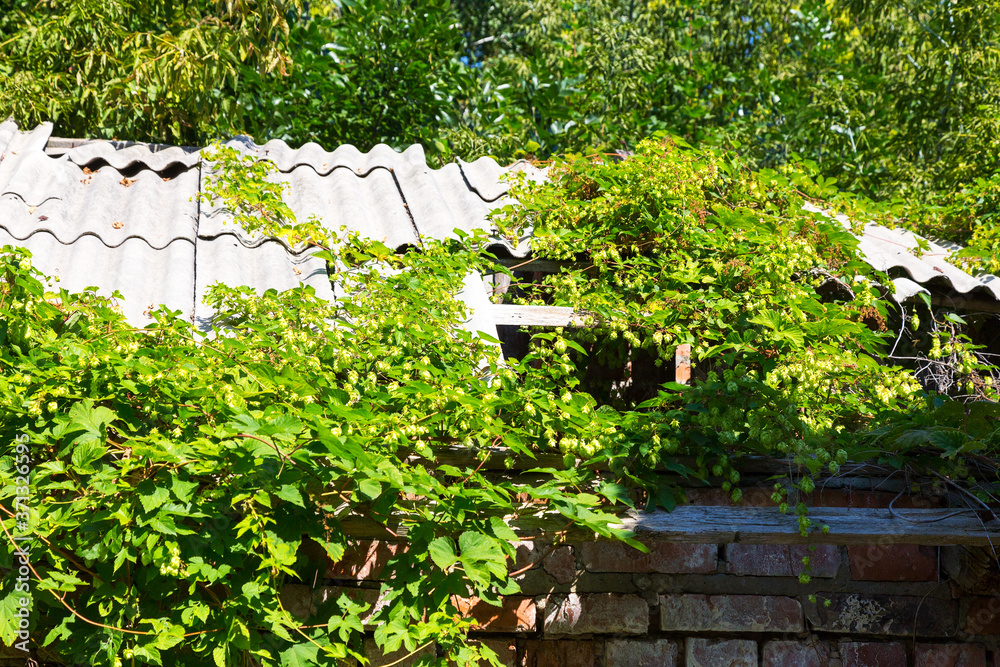 Chernobyl radioactive contamination. Overgrown of plants streets of ...