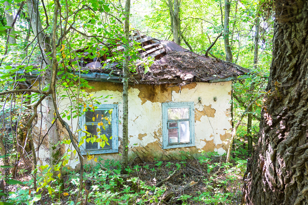 Abandoned city Chernobyl radioactive contamination. Overgrown trees and ...