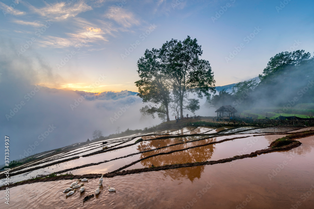 Terraced rice field landscape with road and big tree in Choan Then, Y ...