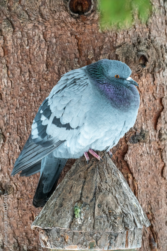 The fat pigeon is importantly sitting on a branch. Domestic pigeon bird ...