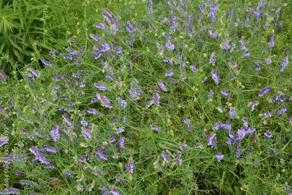 Vicia cracca, (tufted vetch, cow vetch, bird vetch, blue vetch) violet ...