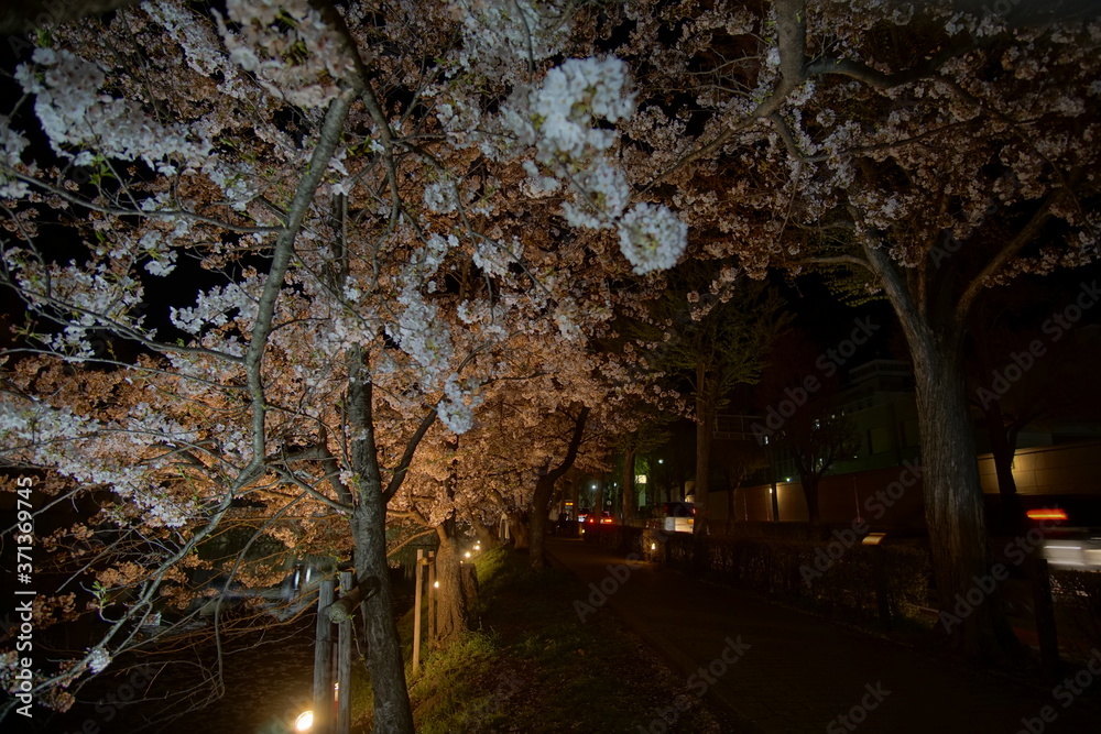 SAKURA, Cherry Blossoms at night time in Matsumoto castle, Nagano ...