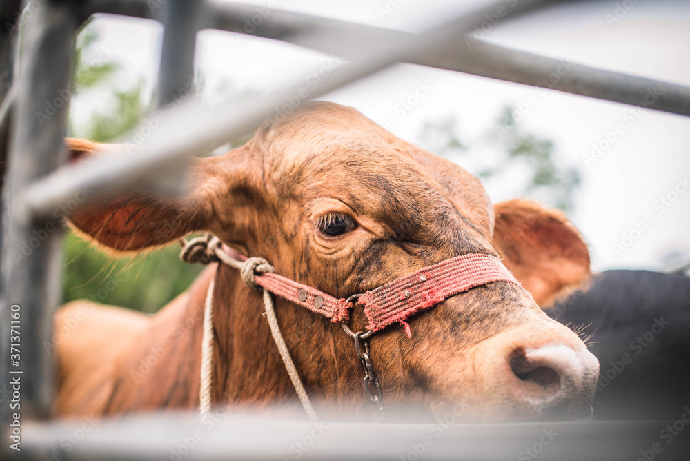 Cows are taken in a pickup truck for sale at the cattle market in Khao ...