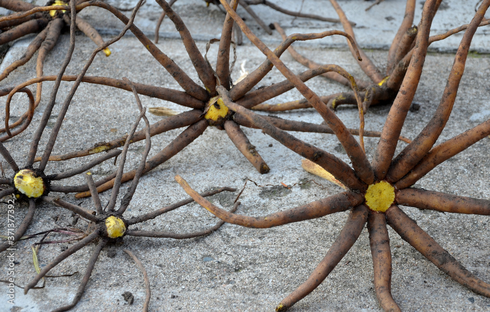 Tall imposing perennial with a high cylindrical inflorescence of root ...