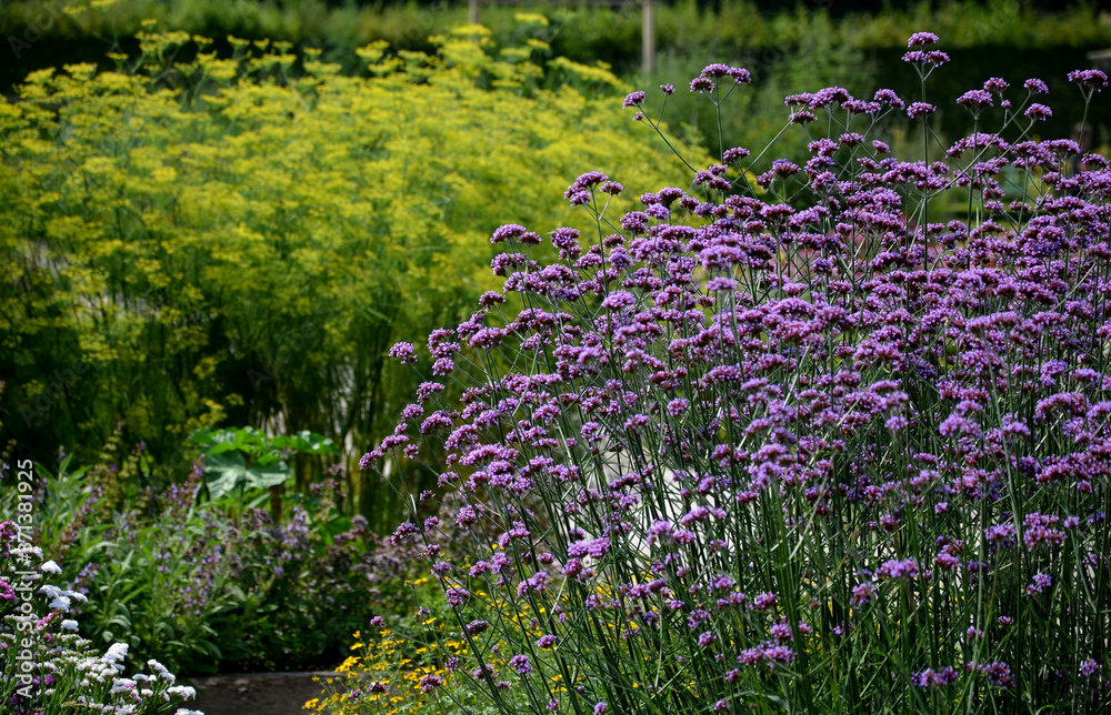 the plant forms square stems overgrown with sessile, gray-felted leaves ...