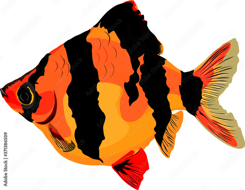 vector illustration of a tiger barb fish Stock Vector | Adobe Stock