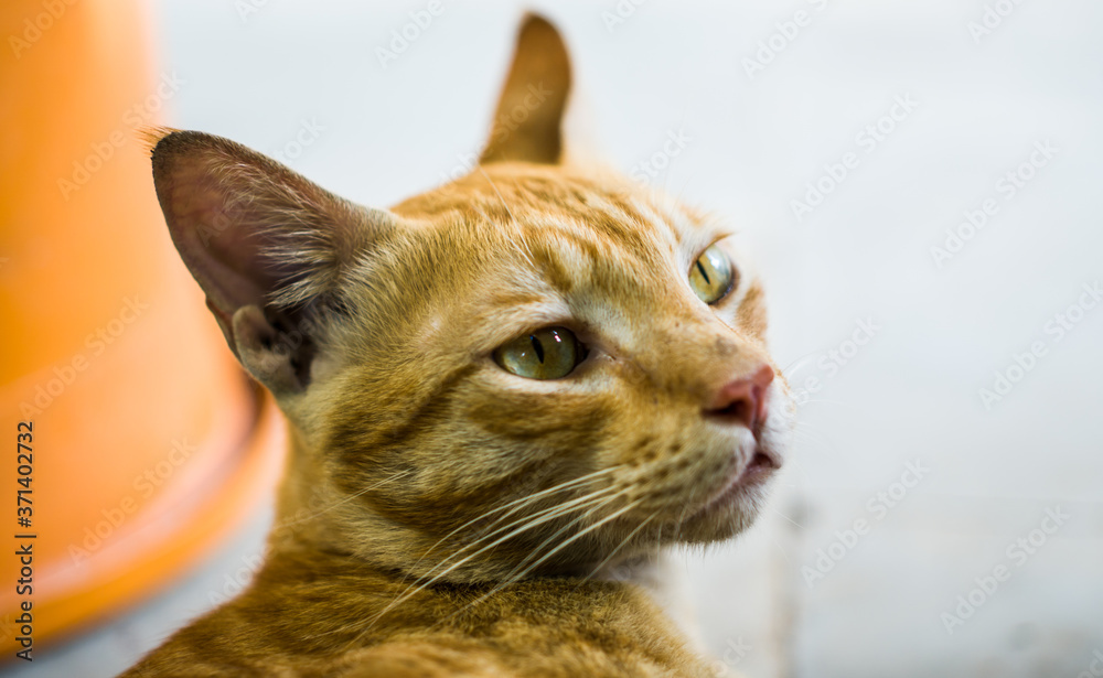 Lazy kitten. Indian billi breed also known as Indian common cat Stock ...