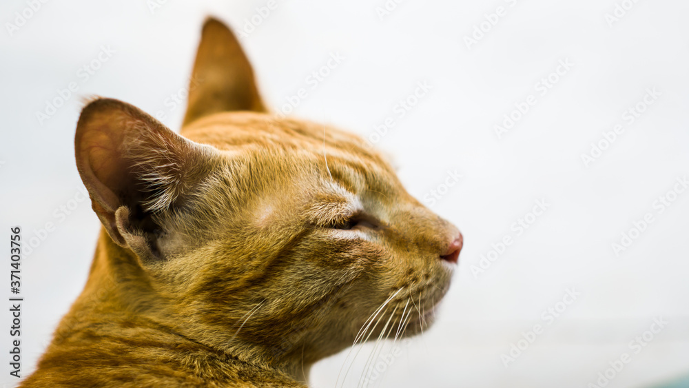 Lazy kitten. Indian billi breed also known as Indian common cat Stock ...