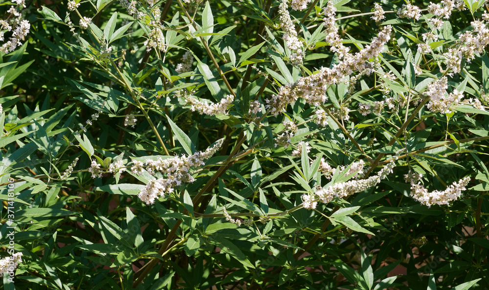 (Vitex agnus-castus latifolia 'Alba') Gattilier blanc ou poivre du ...