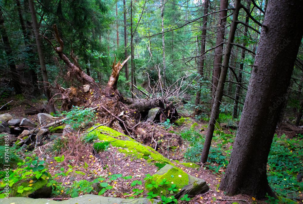Fallen tree in the forest. Destruction of plants. Harmful human ...