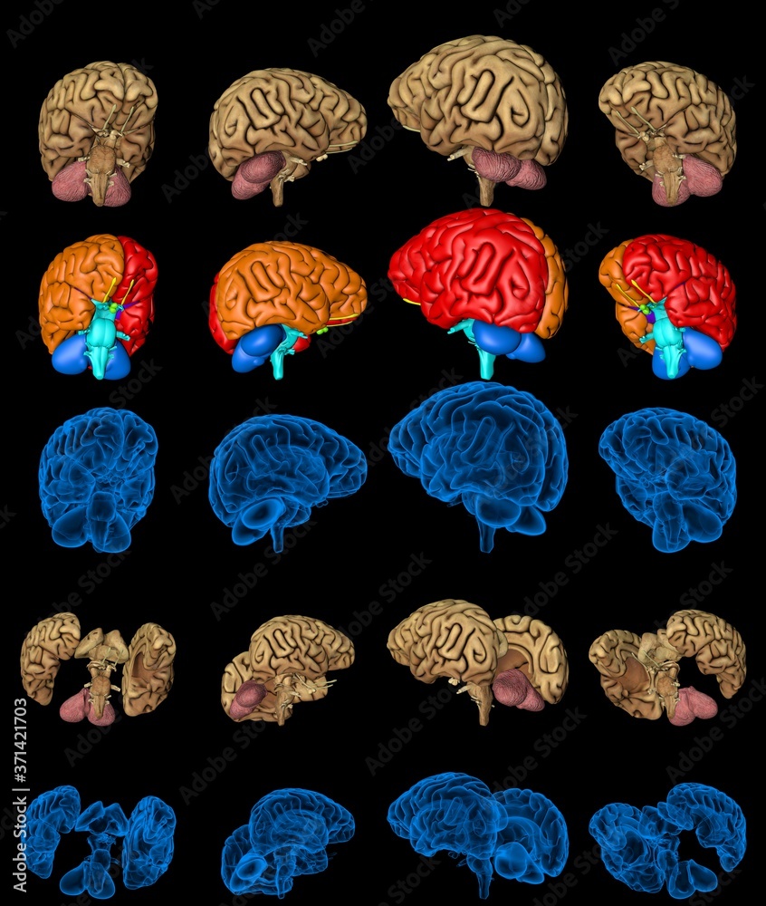 Set of isolated brain renders - whole and split with x-ray style image ...