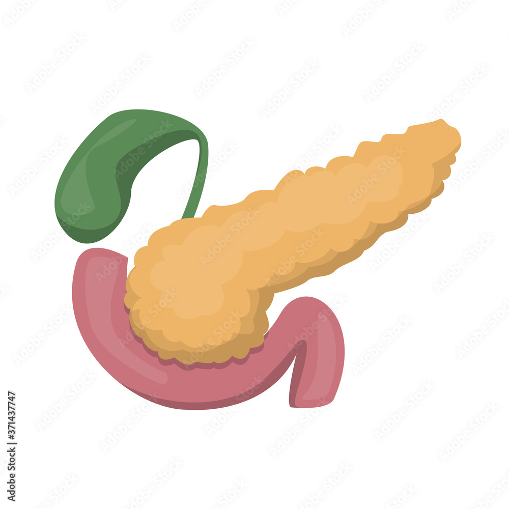 Pancreas vector isolated. Human internal organ, concept of anatomy ...