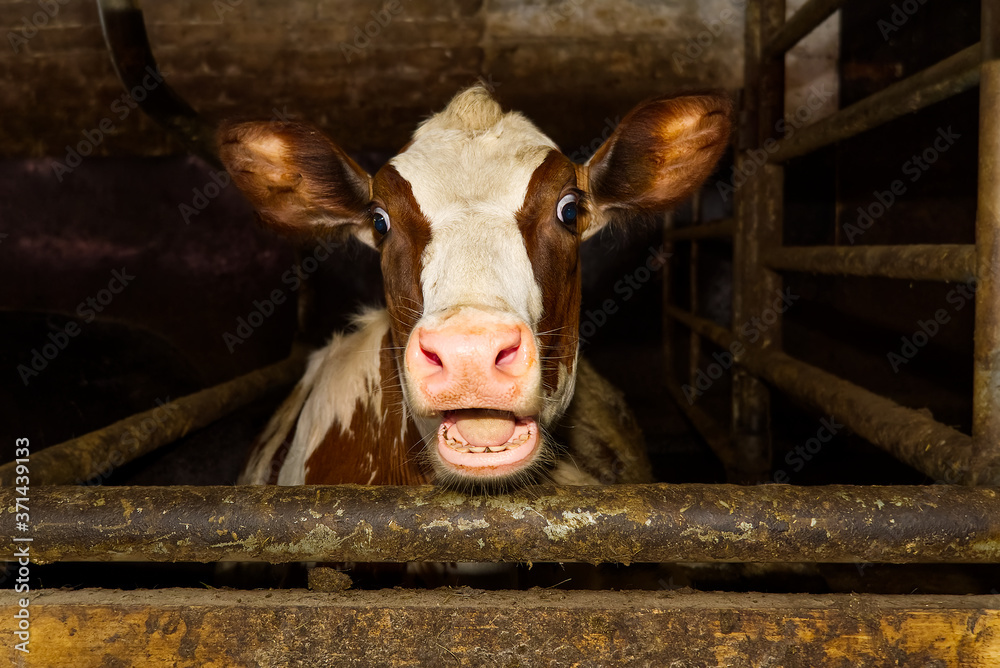 Funny and happy cute baby calf, funny photo great for use with wow ...