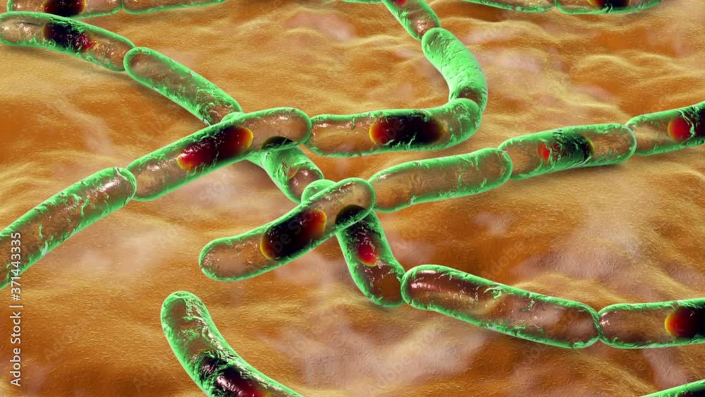 Bacteria Bacillus anthracis, the causative agent of anthrax disease, 3D ...