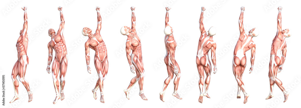 Conceptual anatomy healthy skinless human body muscle system set ...