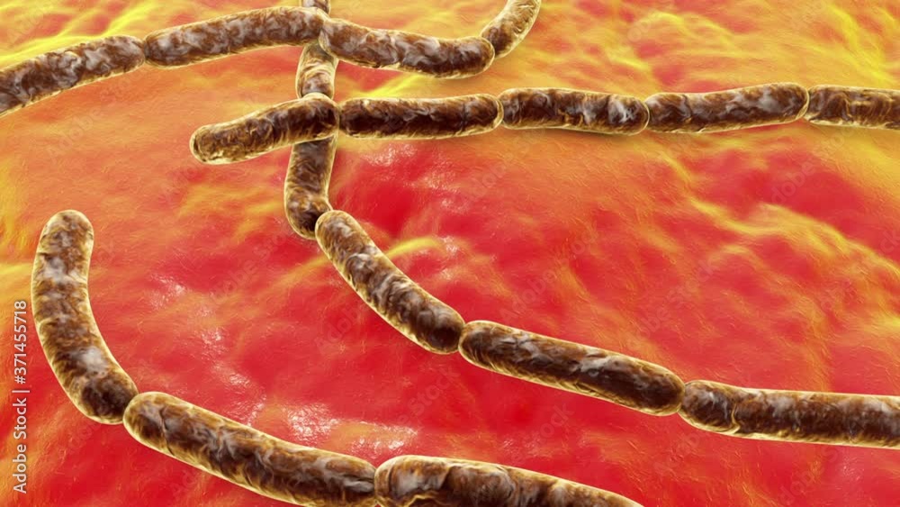 Video „Bacteria Bacillus anthracis, the causative agent of anthrax ...