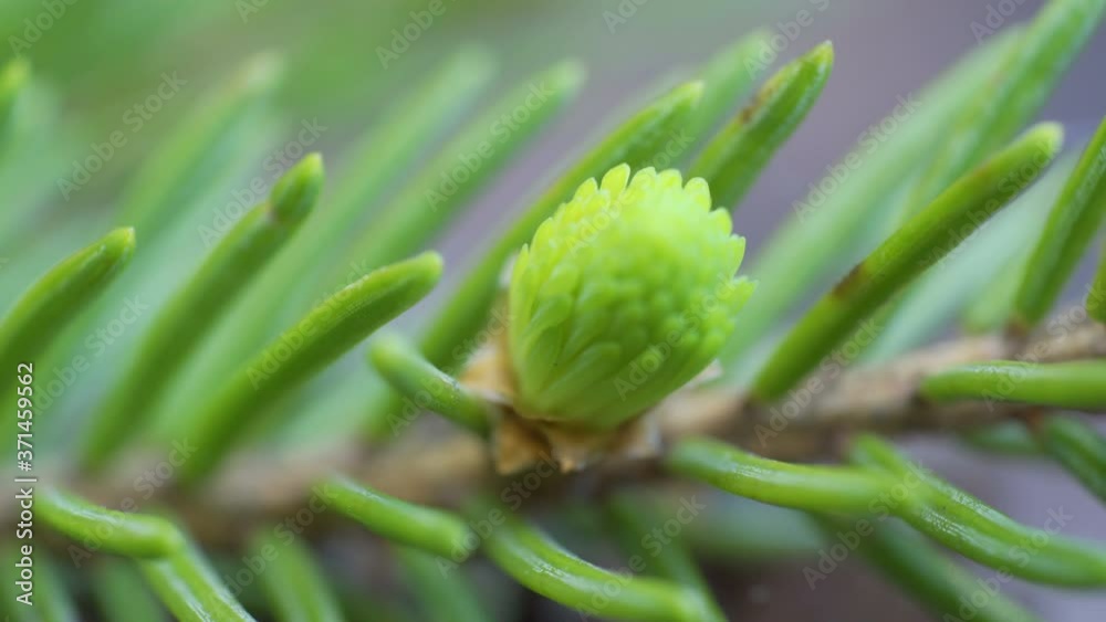 Closer look of the sprouting acorn of the spruce tree Stock ビデオ | Adobe ...