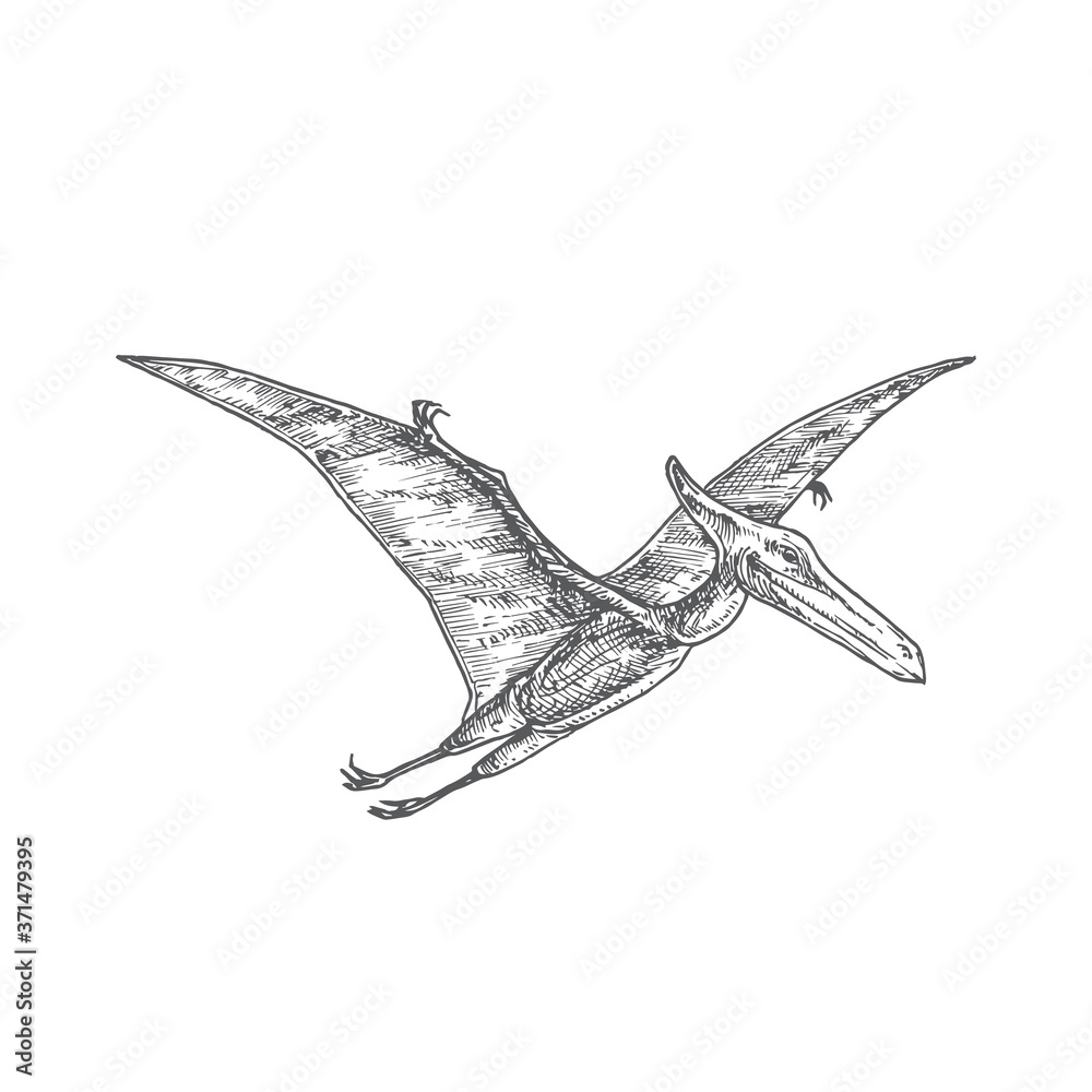 Prehistoric Dinosaur Doodle Vector Illustration. Hand Drawn Pterodactyl ...